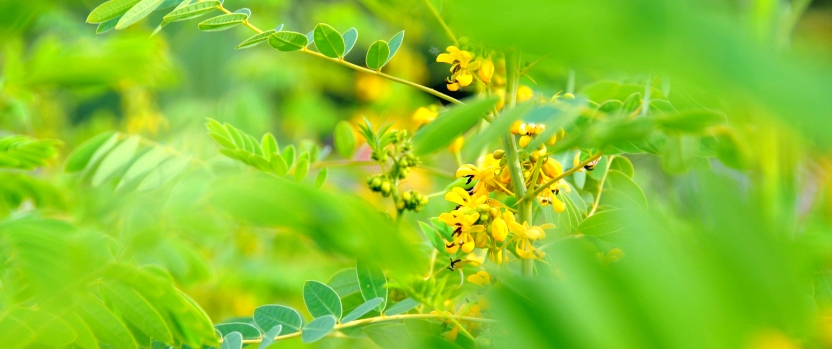 Plant van de Maand - Senna op vasteplant.be