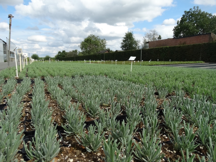 Een blik op onze kwekerij op vasteplant.be