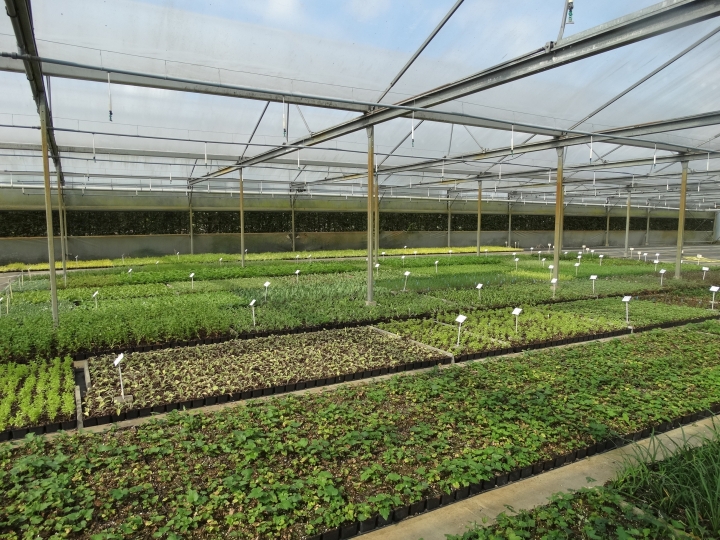 Een blik op onze kwekerij op vasteplant.be