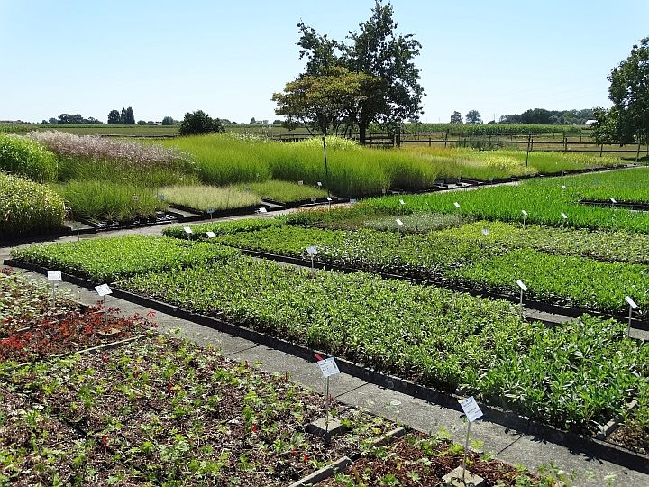 Een blik op onze kwekerij op vasteplant.be