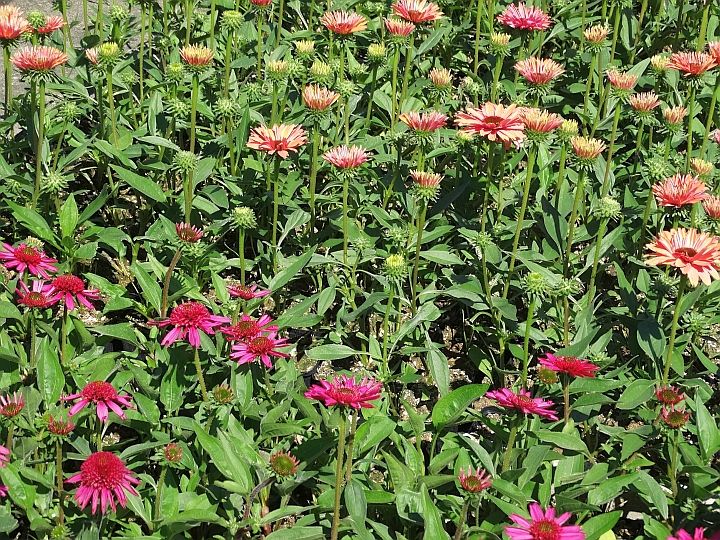 Een blik op onze kwekerij op vasteplant.be