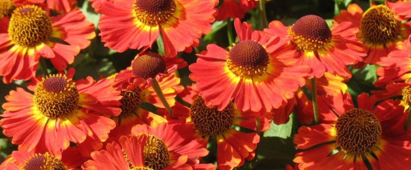 Plant van de Maand - Helenium op vasteplant.be