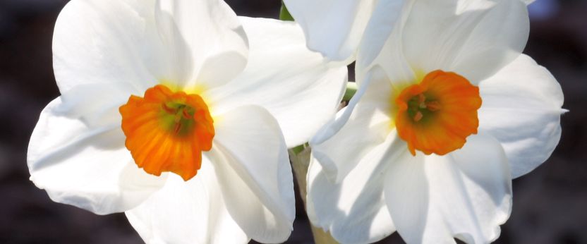 Narcissus op vasteplant.be